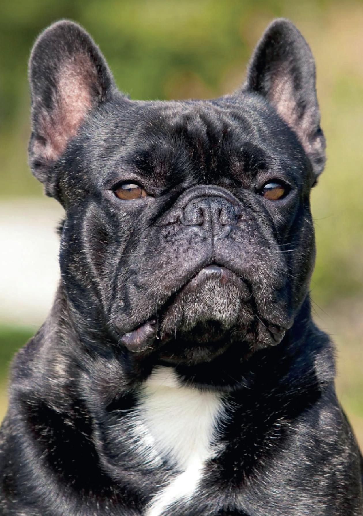 A Que Edad Entran En Celo Los Bulldog Frances