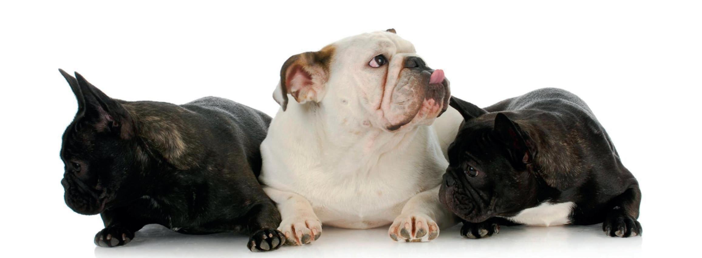 A Que Edad Entran En Celo Los Bulldog Frances