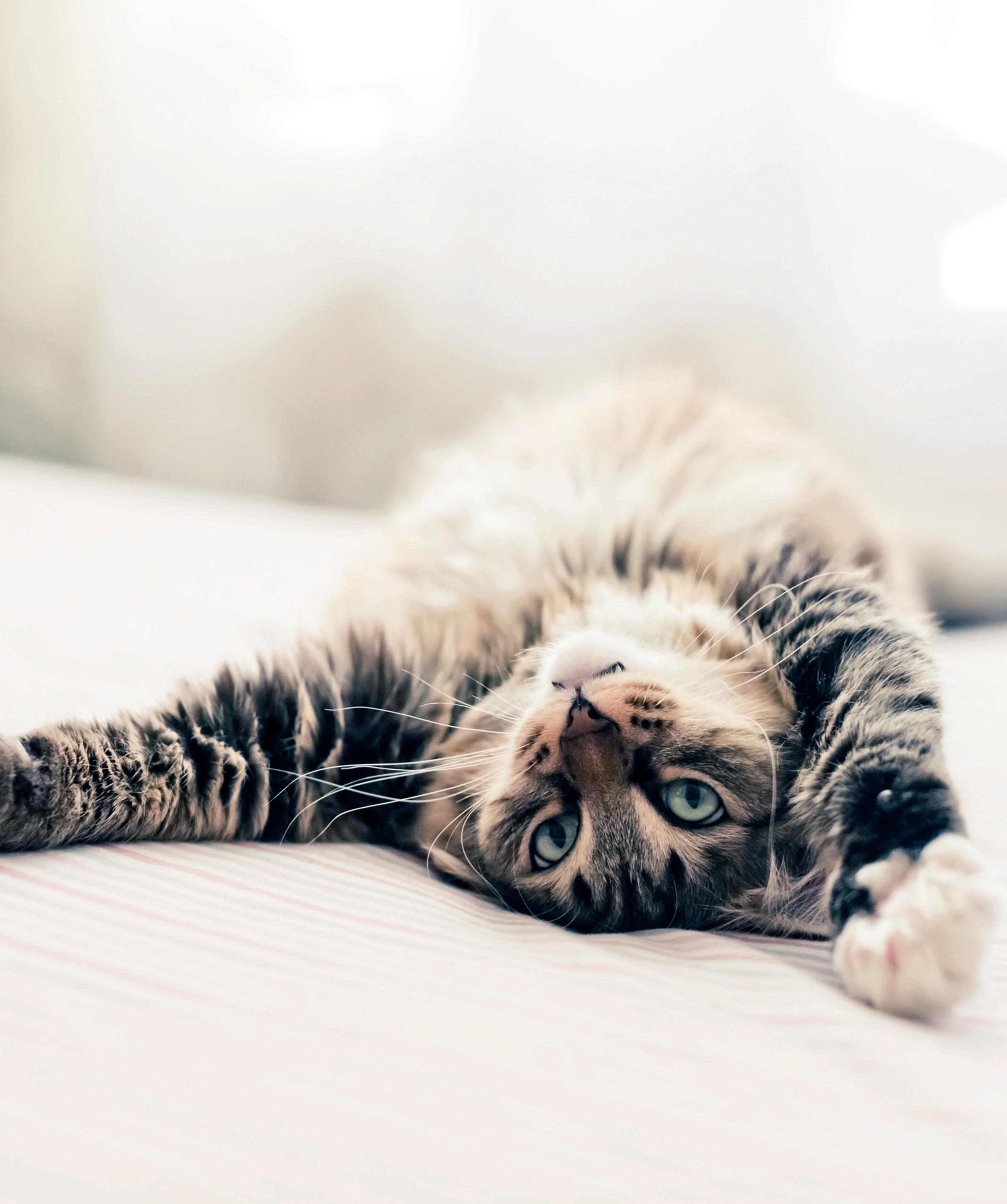 Het handboek voor een gelukkige kat by Veen Bosch & Keuning ...