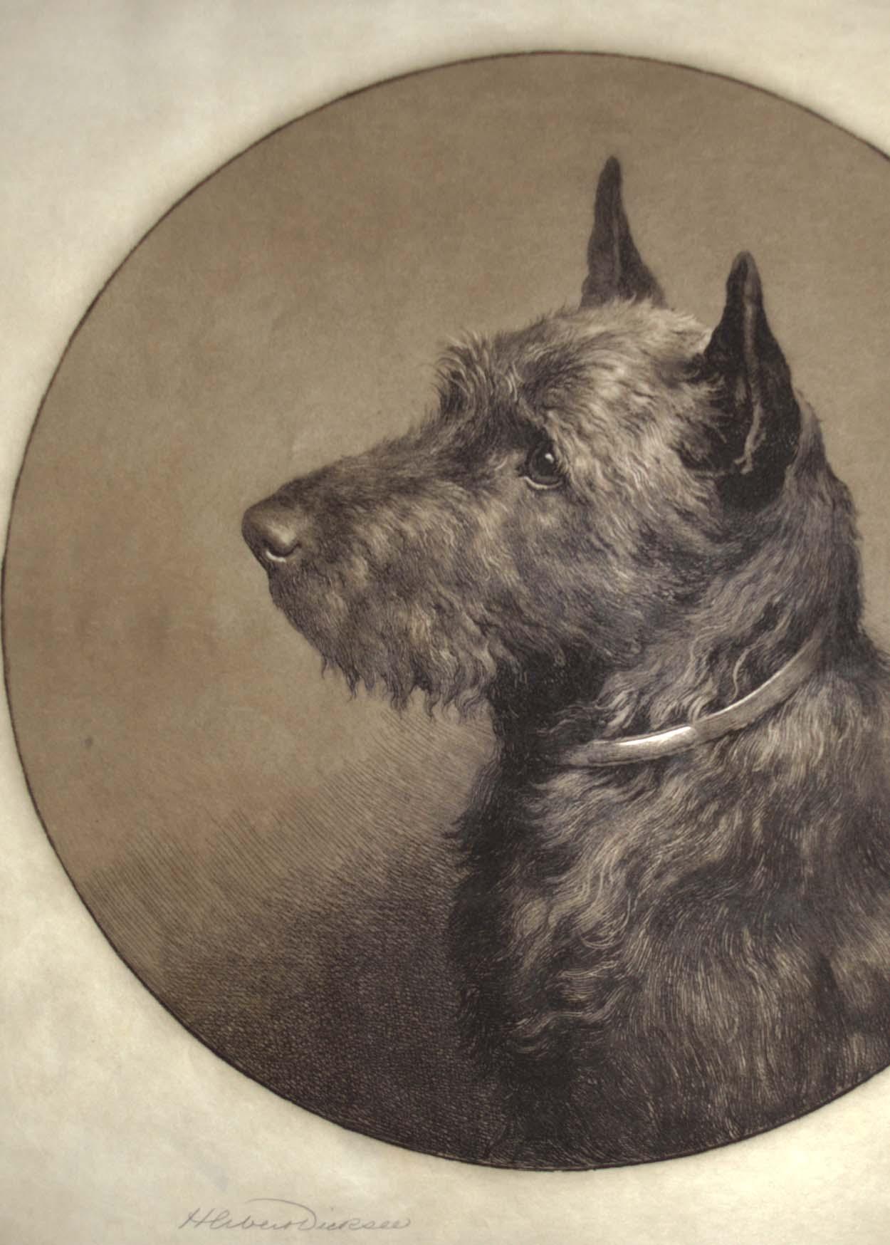 Can A Billy And A Hanover Hound Be Friends