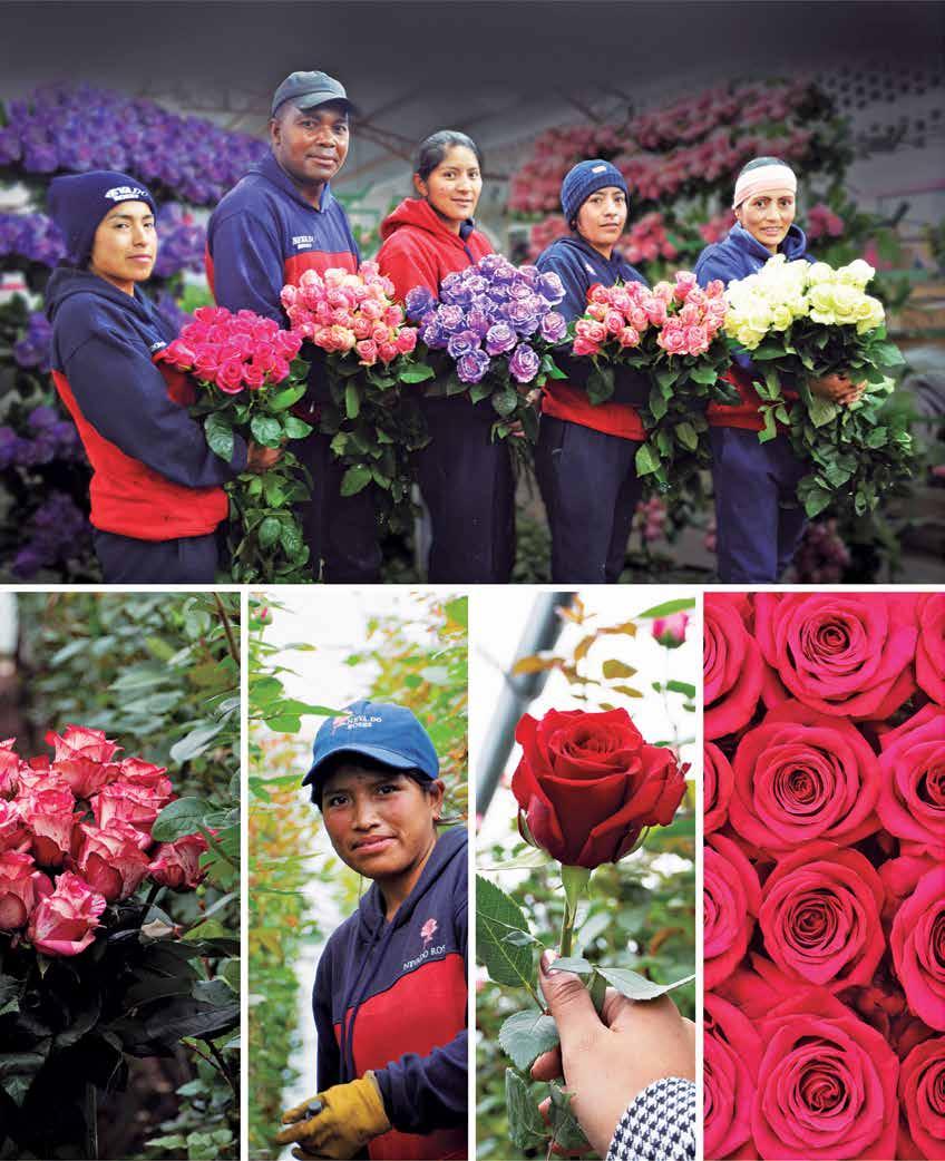 Ecuador y sus Flores Magazine 79 by Ecuador y sus Flores Revista ...