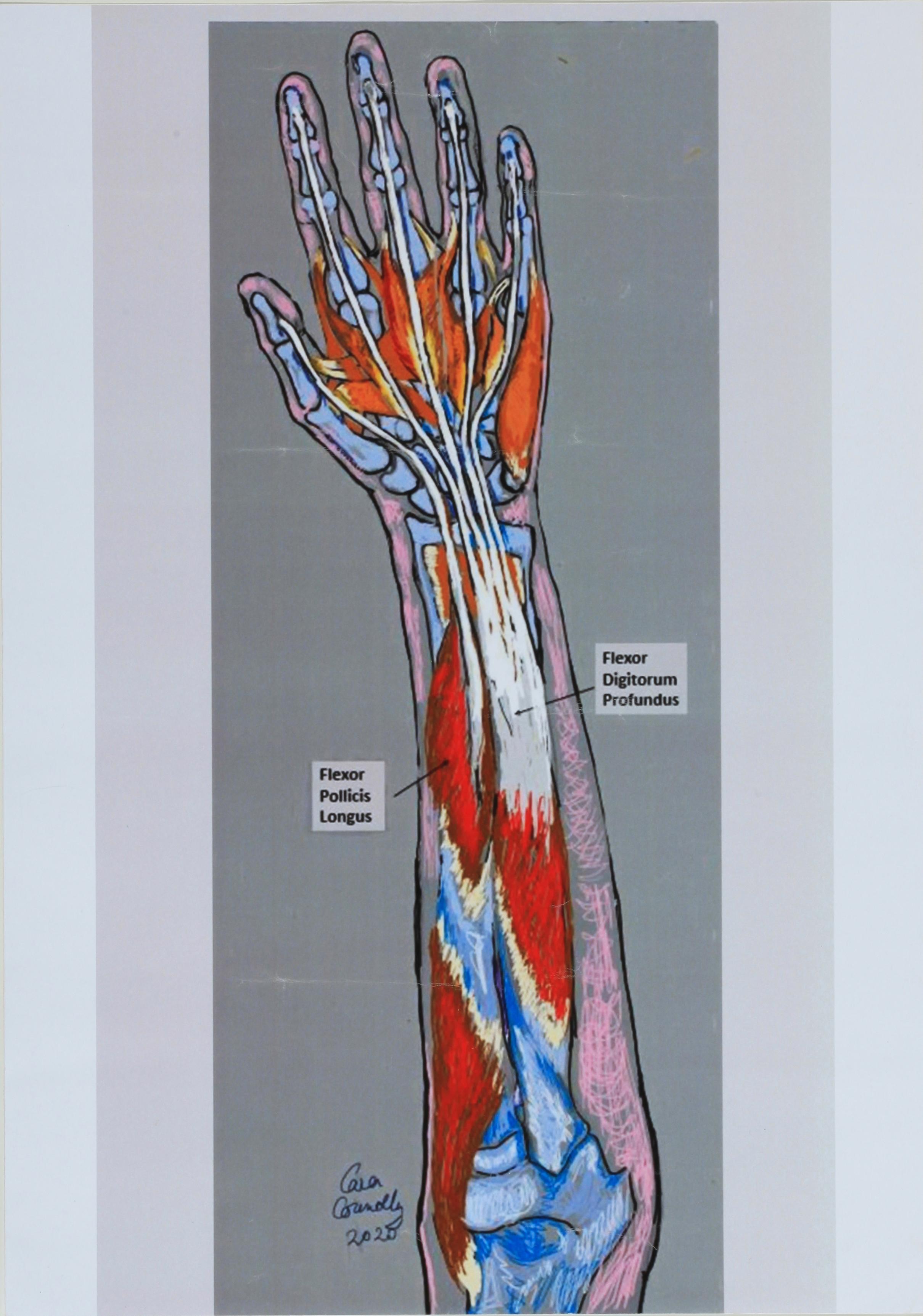 RCSI Anatomy Room Gallery by RCSI - Issuu