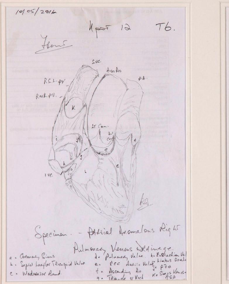 RCSI Anatomy Room Gallery by RCSI - Issuu