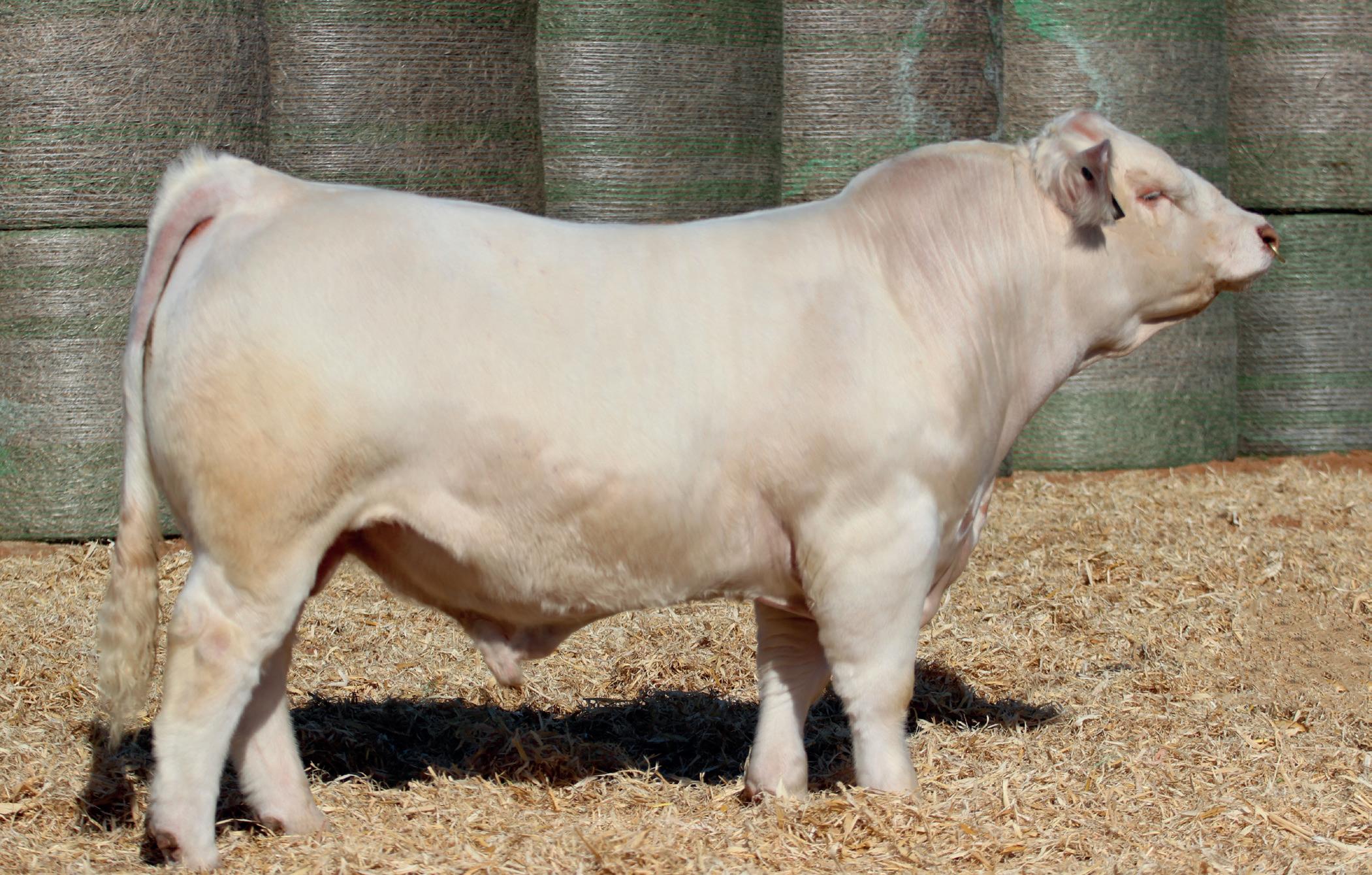 ABM ANNUAL BULL SALE 2023 by FFF filippo family farms - Issuu