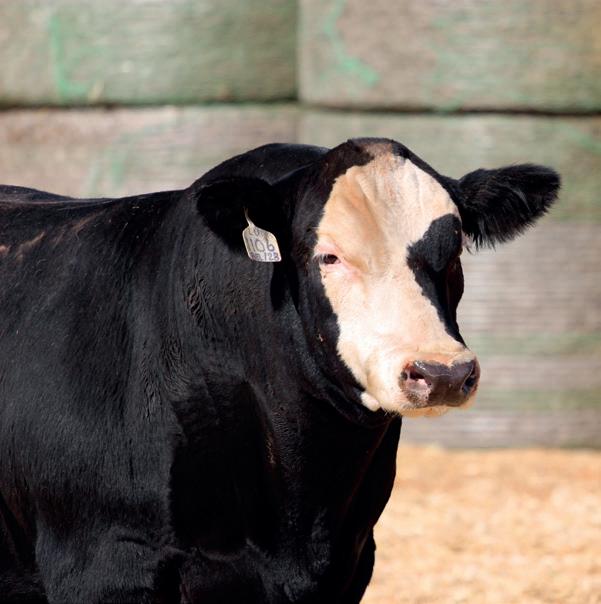 ABM ANNUAL BULL SALE 2023 by FFF filippo family farms - Issuu