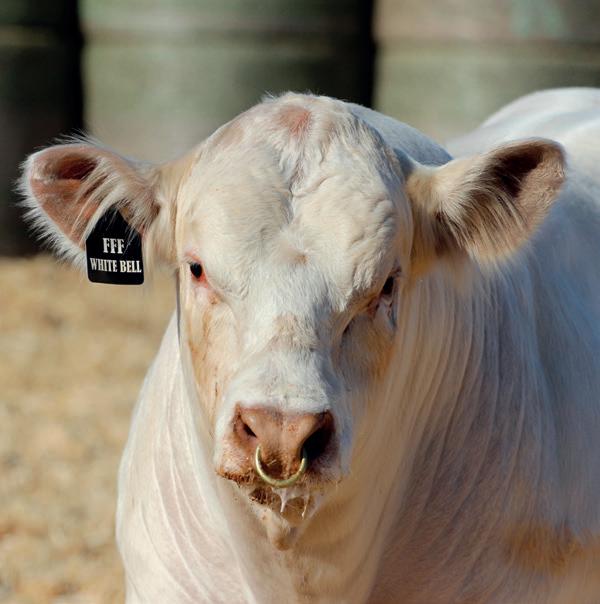 ABM ANNUAL BULL SALE 2023 by FFF filippo family farms - Issuu