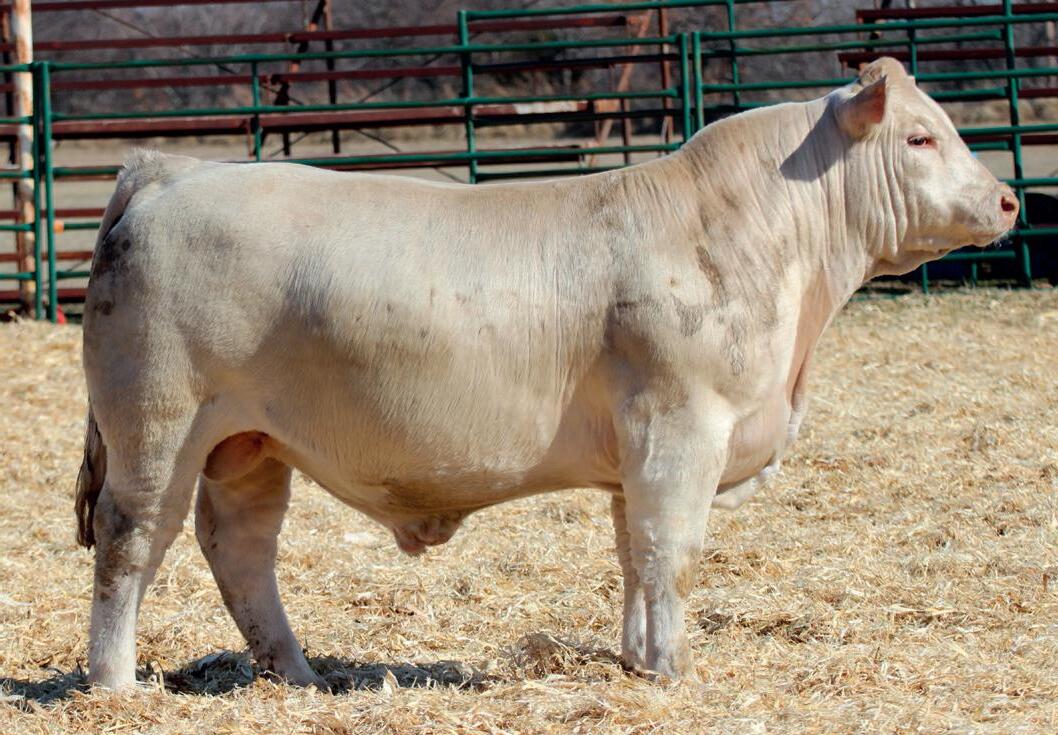 ABM ANNUAL BULL SALE 2023 by FFF filippo family farms - Issuu