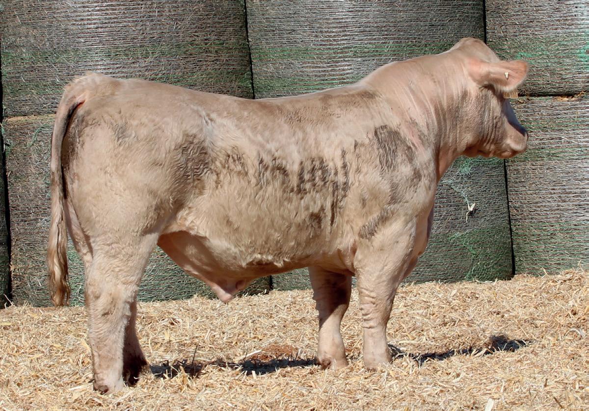 ABM ANNUAL BULL SALE 2023 by FFF filippo family farms - Issuu