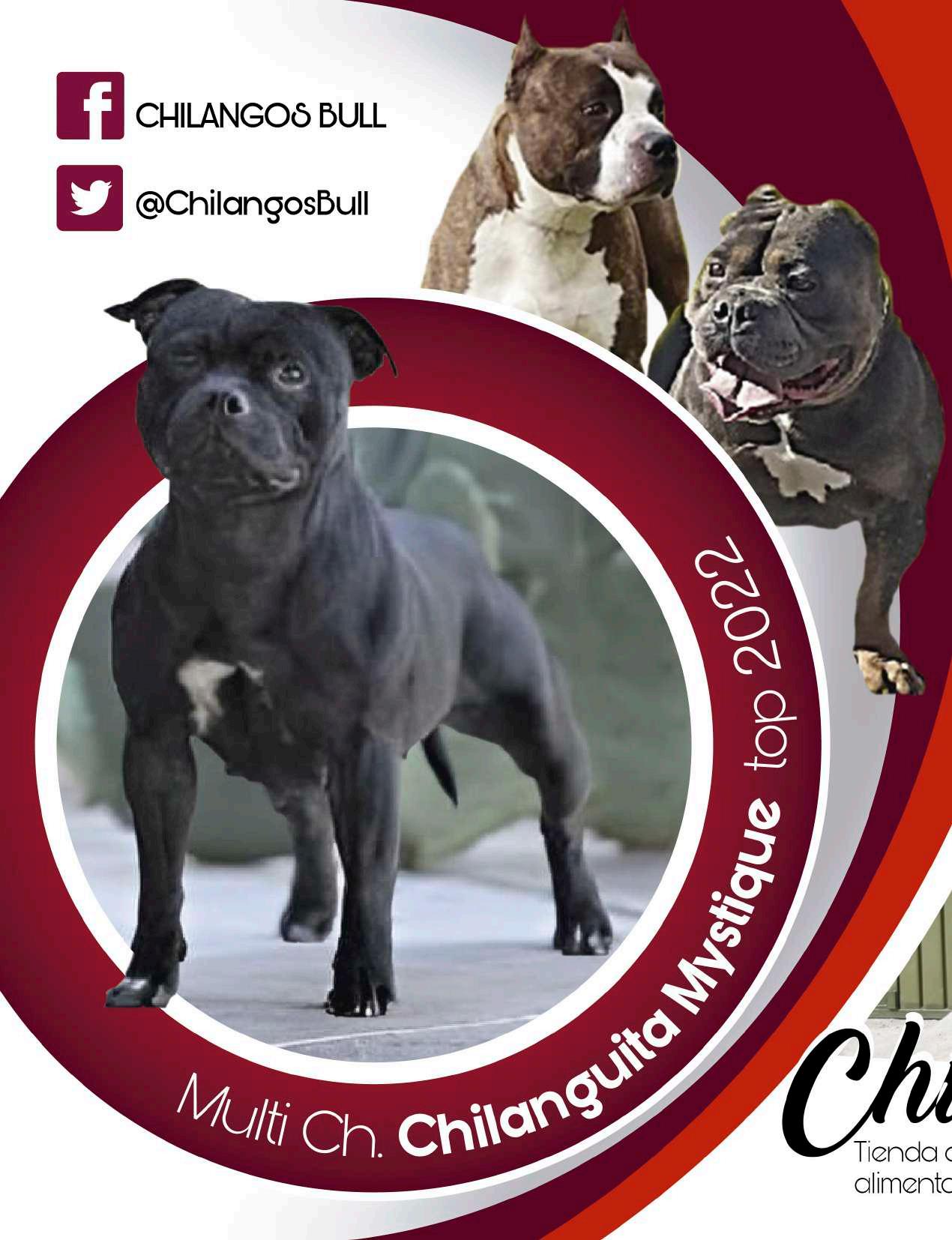 Perros Premier No 27 by Origen - Issuu