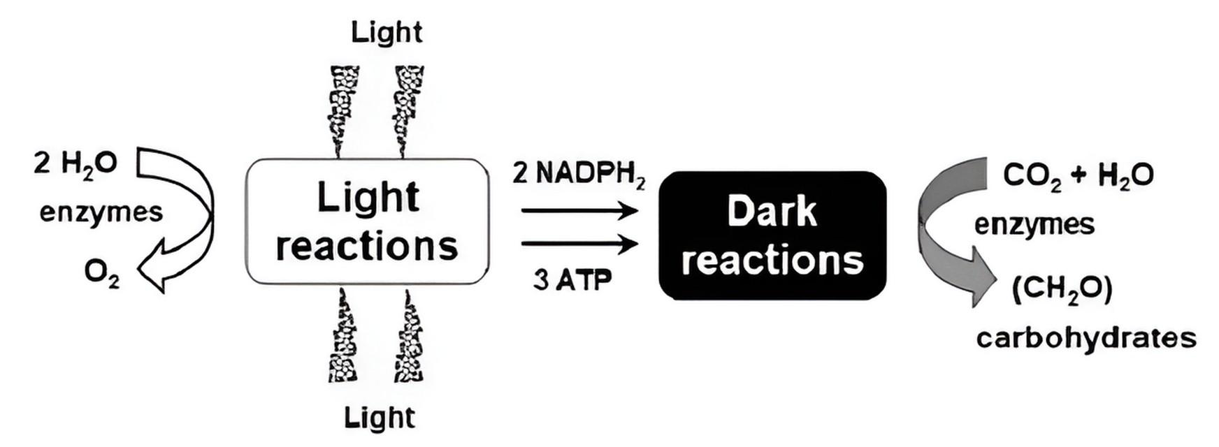 Dark Reaction Diagram