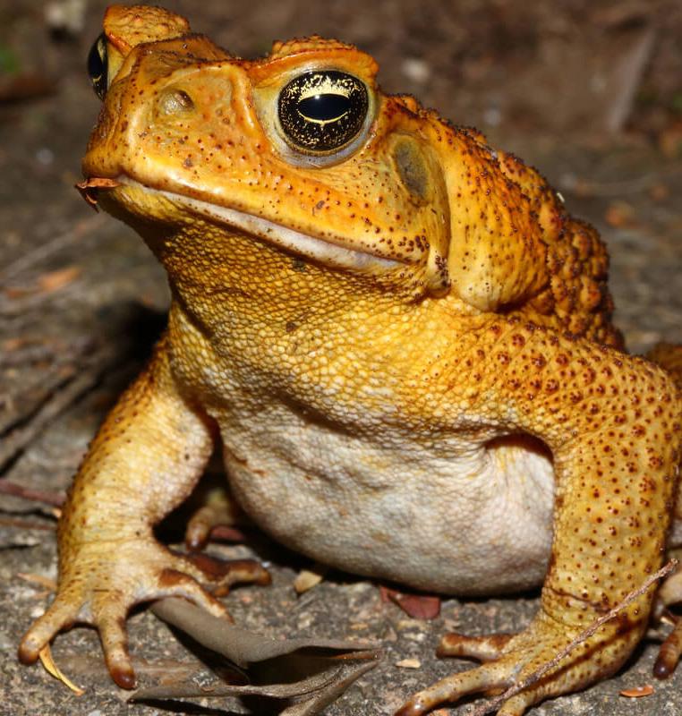 EL SAPO DE LOS SIMPSON - Issuu