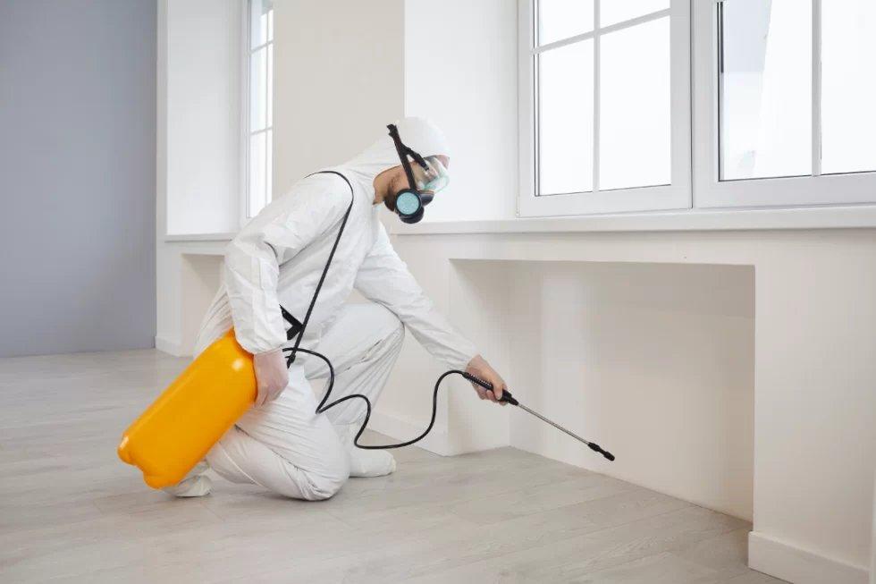 Termite Treatment Gold Coast by THE PEST Termite Co - Issuu