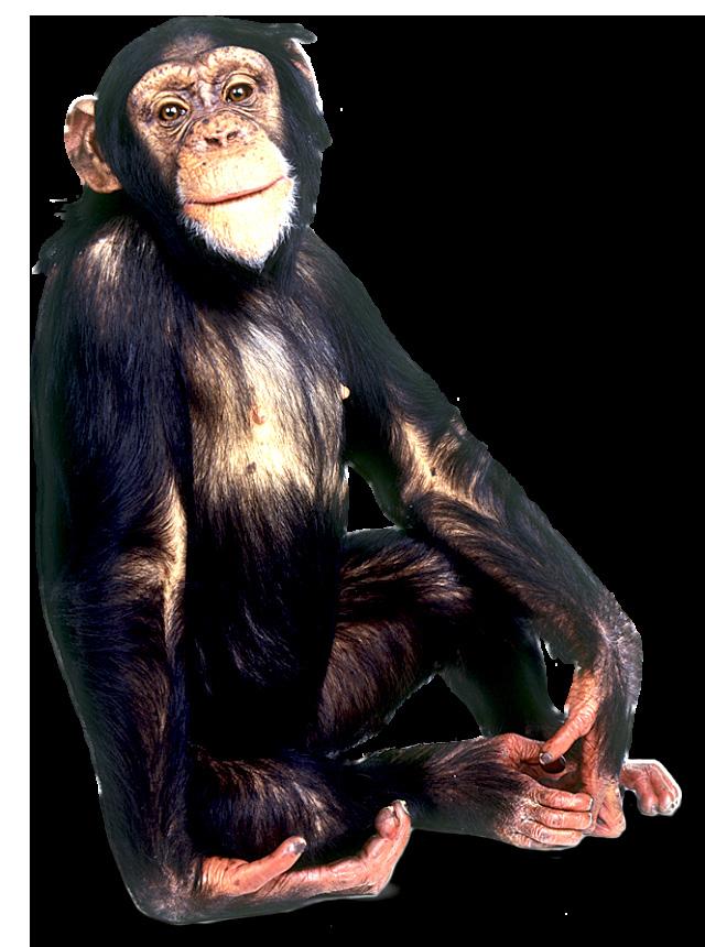 The Quite Monkeys by Jayson Manansala - Issuu