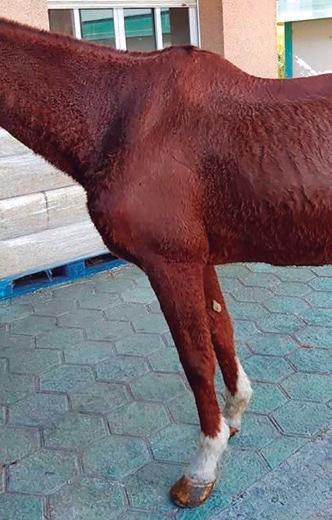 ALTERACIONES ENDOCRINAS EN EL CABALLO ATLETA - Issuu