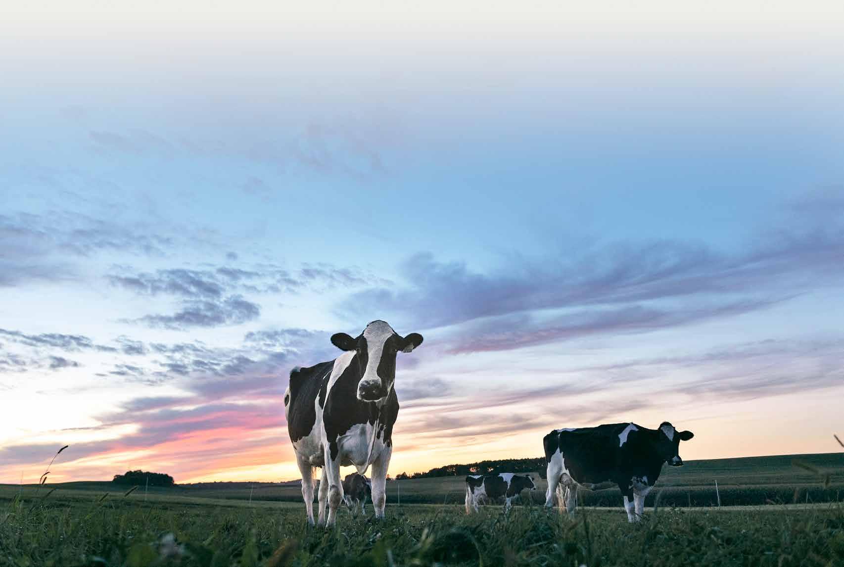 Carr Valley Cheese Product Catalog by carrvalleycheese - Issuu