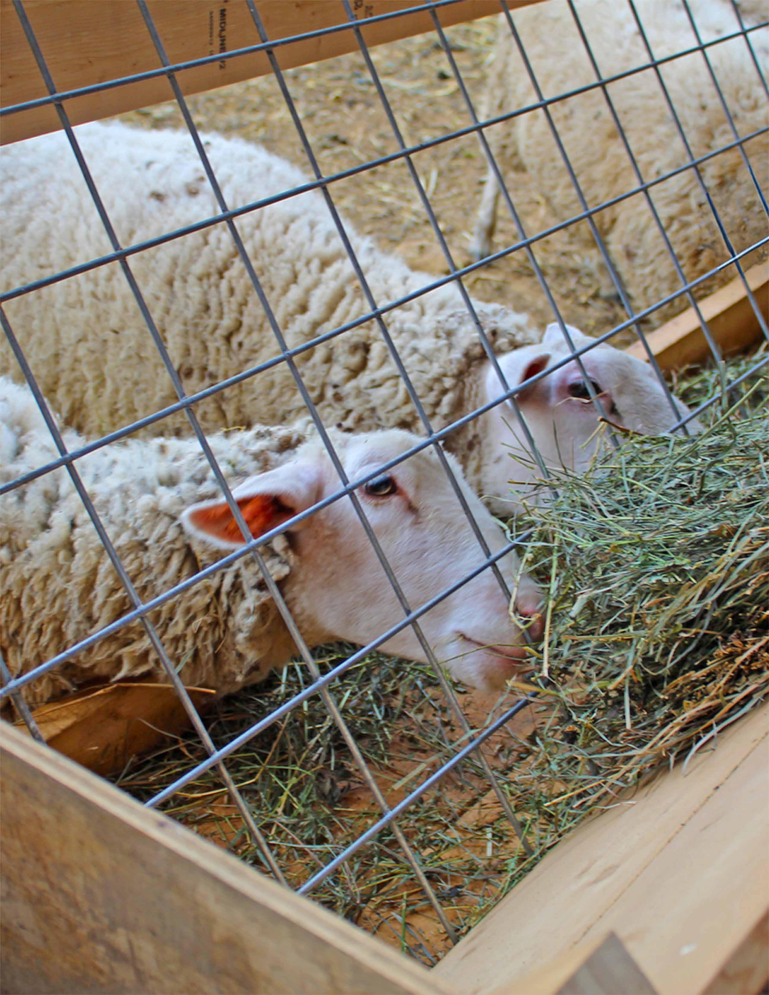 Carr Valley Cheese Product Catalog by carrvalleycheese - Issuu