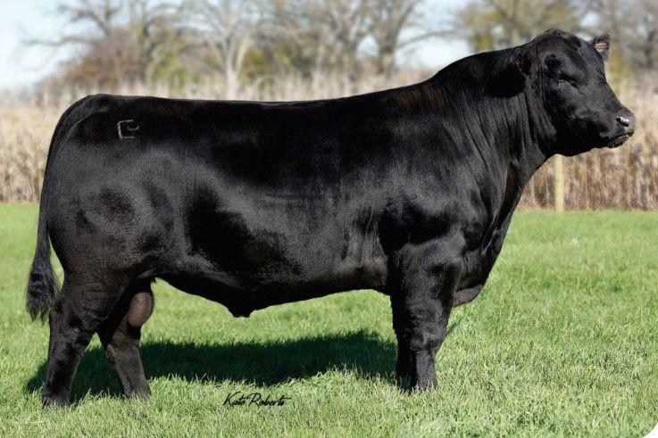 STG Australia Autumn 2023 Angus Update by Stgen Australia - Issuu