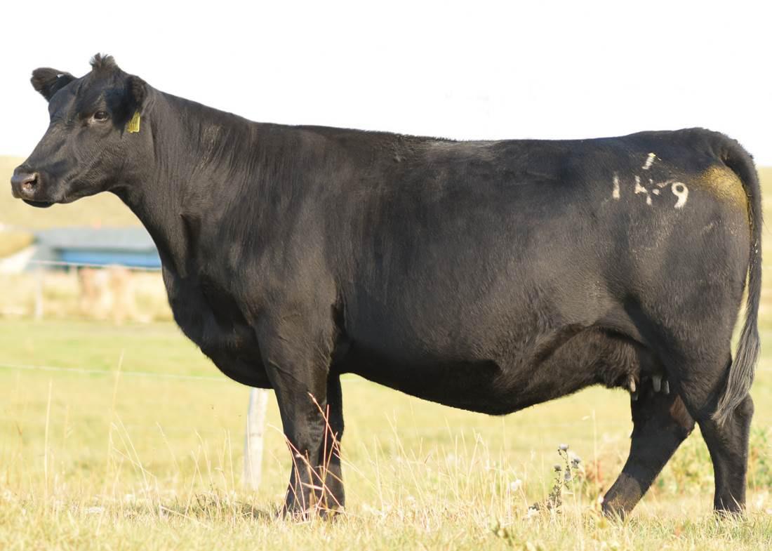 STG Australia Autumn 2023 Angus Update by Stgen Australia - Issuu