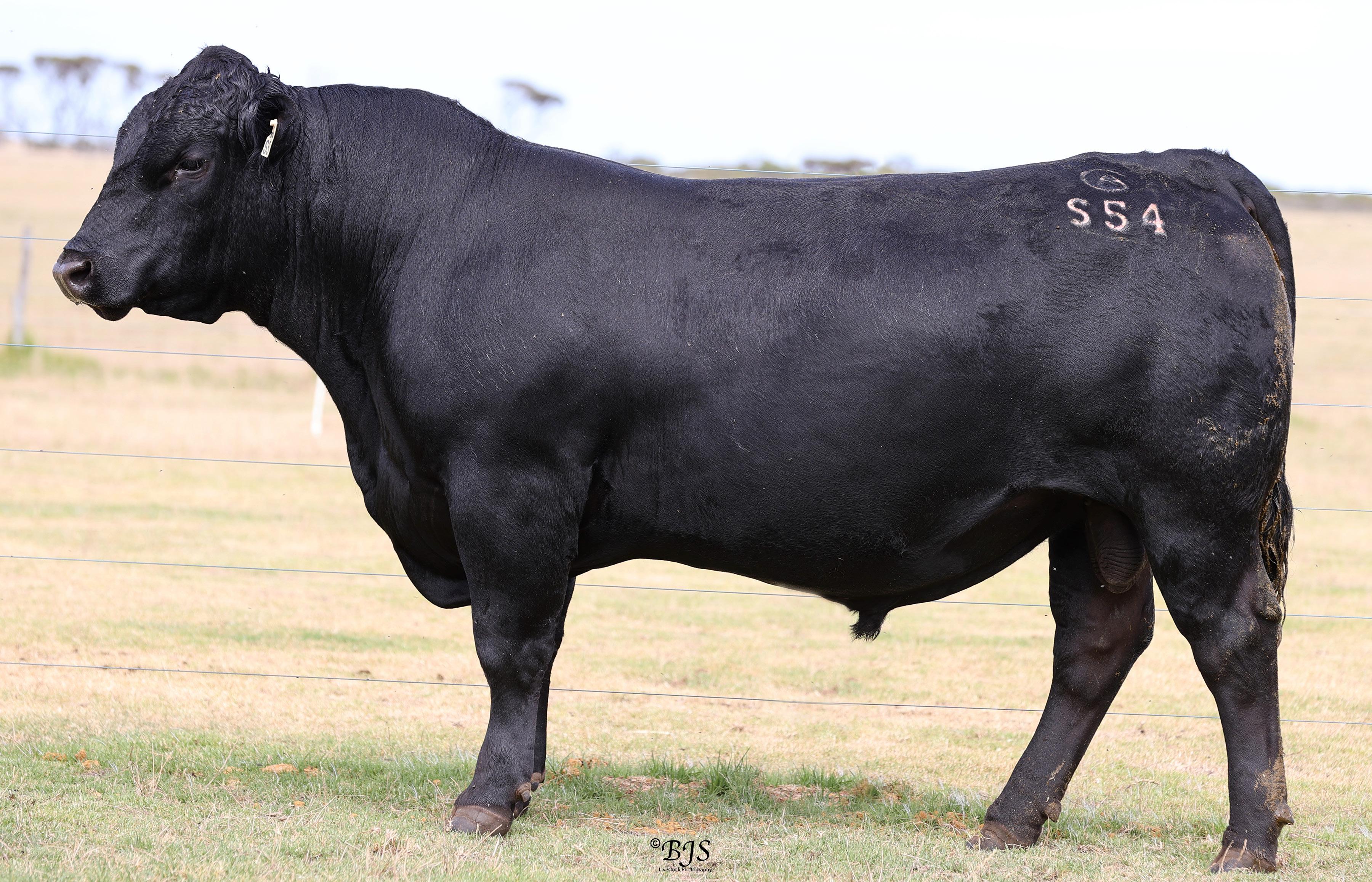 STG Australia Autumn 2023 Angus Update by Stgen Australia - Issuu