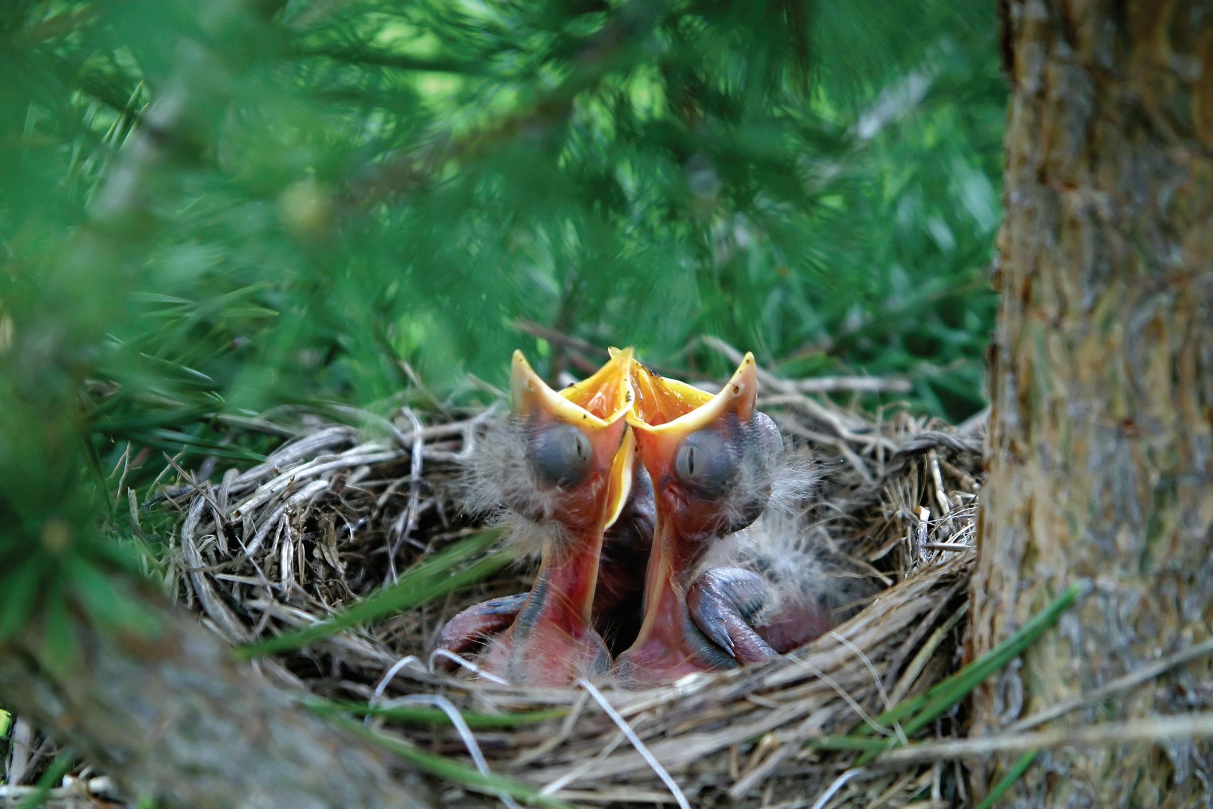 Wild Birds Unlimited All Seasons Hobby Guide Canada by Wild Birds ...