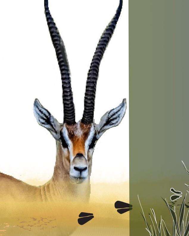 Gazelle book by V_Ksenia - Issuu