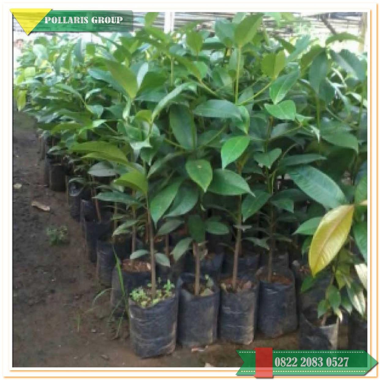 Pohon Manggis Dalam Pot