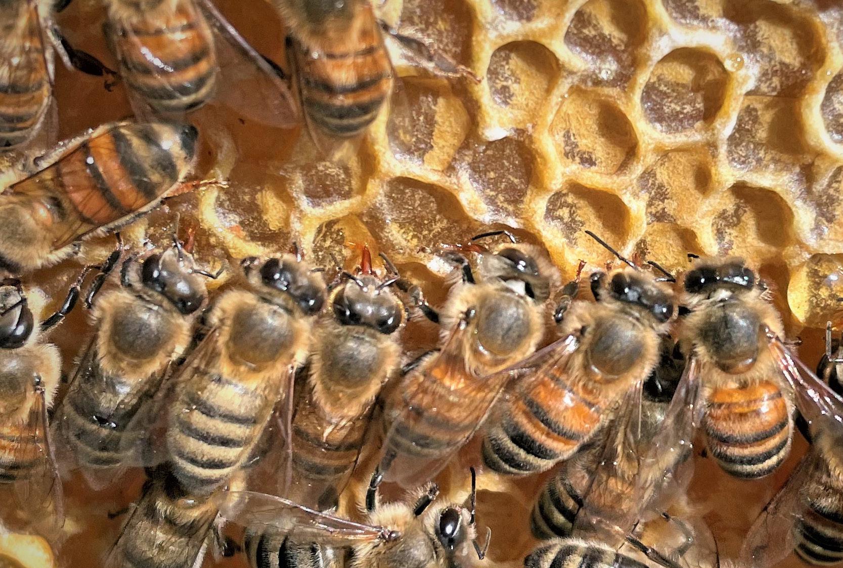 Alberta Bee News Magazine - April 2023 by AlbertaBeekeepersCommission - Issuu