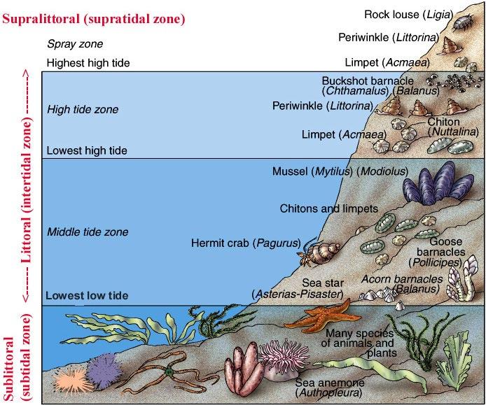 Sublittoral Zone Plants