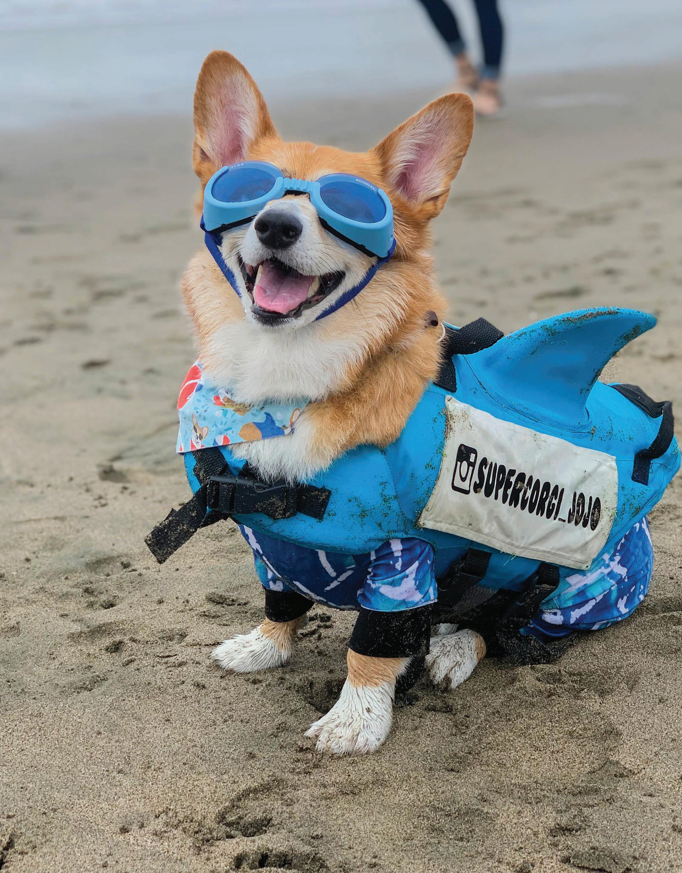 Pet Companion Magazine - Special Corgi Issue by Pet Companion Magazine ...