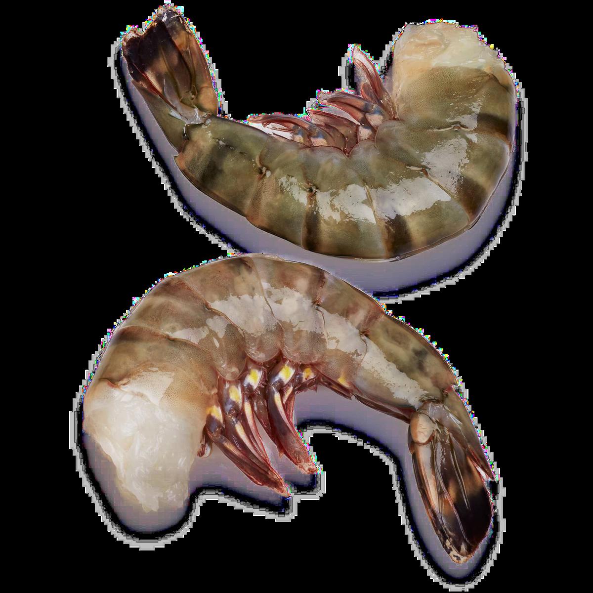 Ocean Garden Headless Shrimp