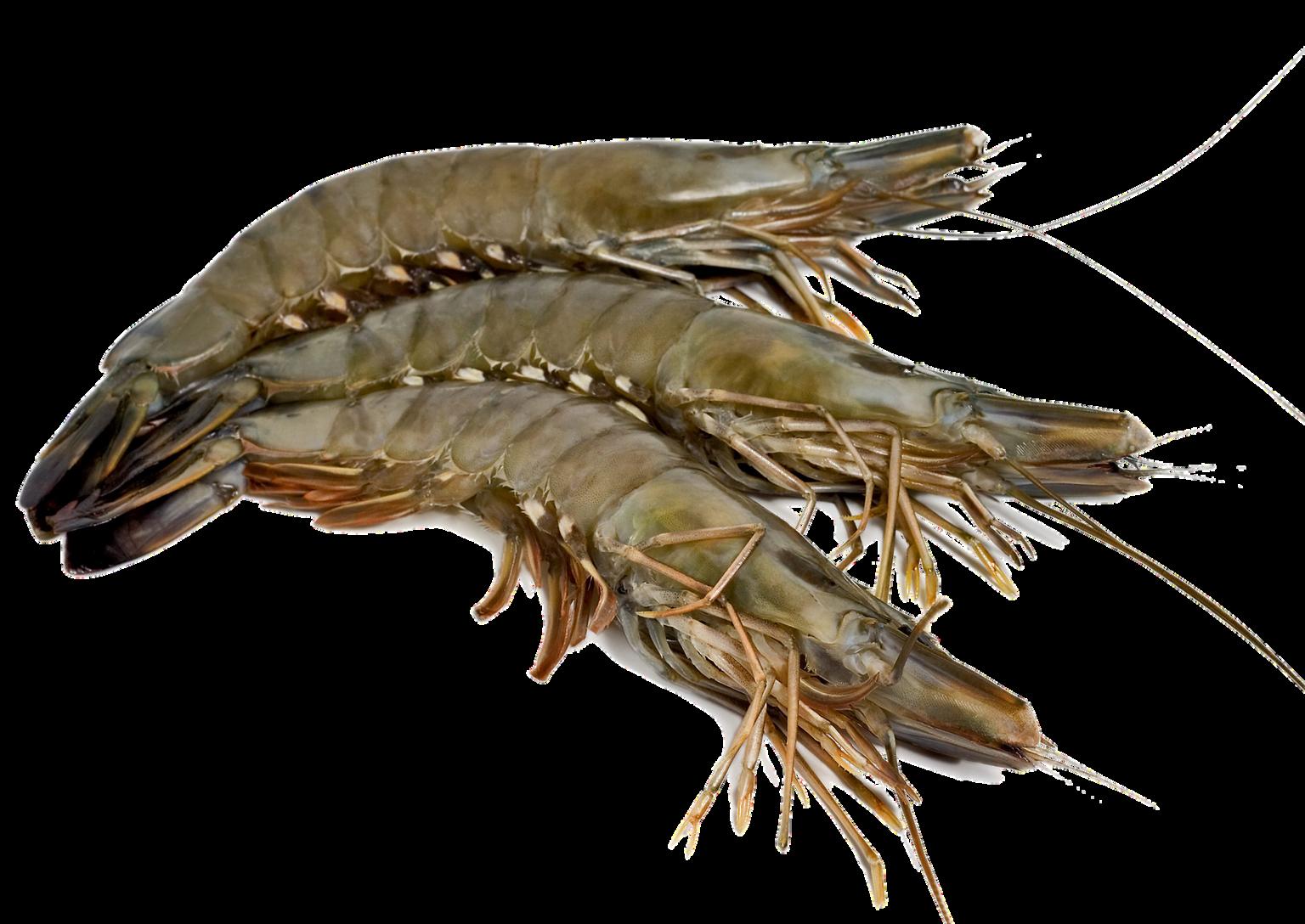 Ocean Garden Headless Shrimp