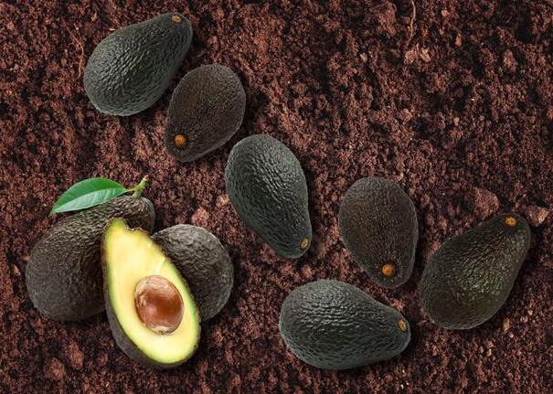 Programa Paltos Sanos - 2022 by Syngentachile - Issuu