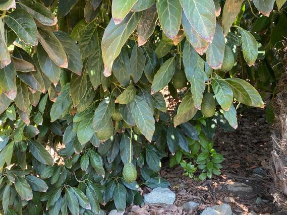 Programa Paltos Sanos - 2022 by Syngentachile - Issuu