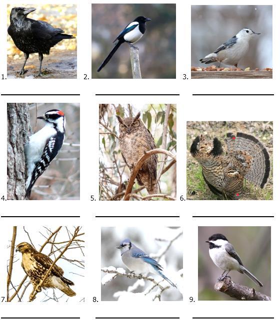 51 Bird ID Exploring the Wildwoods of Saskatoon: The Ecology of a ...