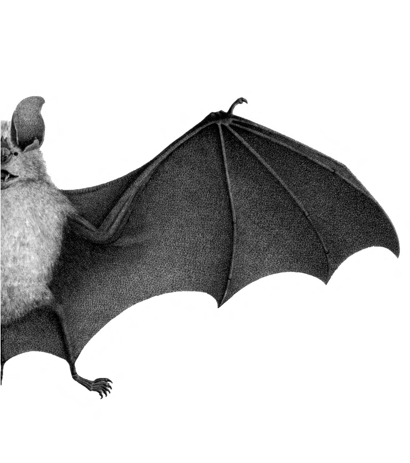 Dracula by Phoebe Donbavand - Issuu