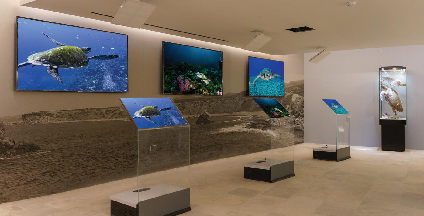 Turtle Museum and Education Centre - Issuu