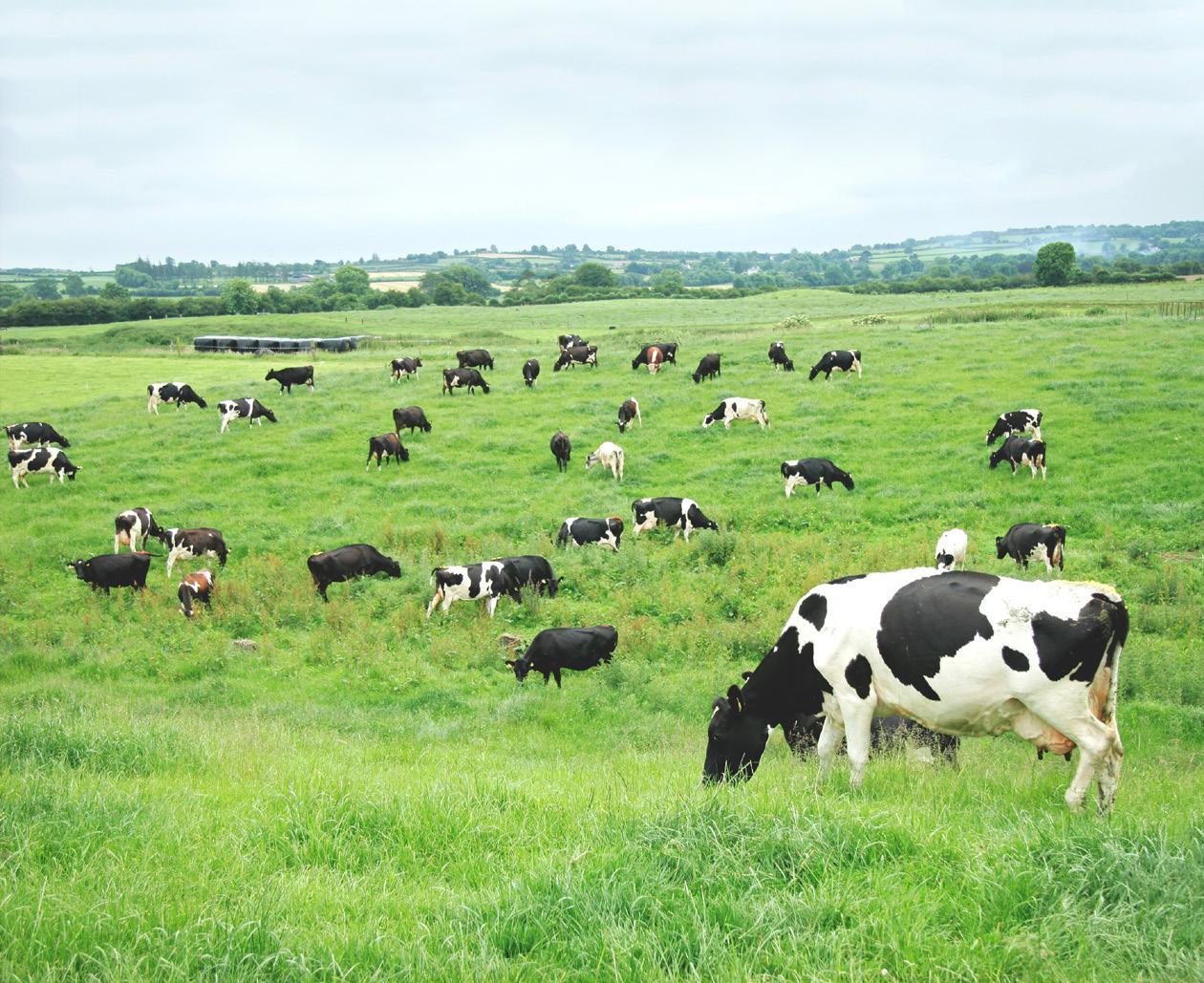 Bienestar animal by Almacenes AV - Issuu