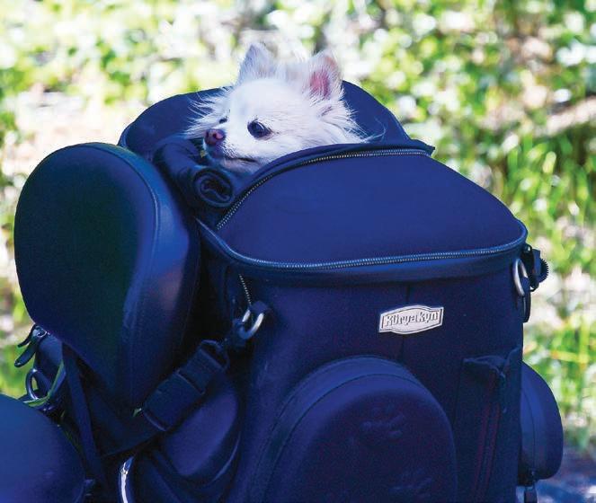 SpokAnimal News by SpokAnimal - Issuu