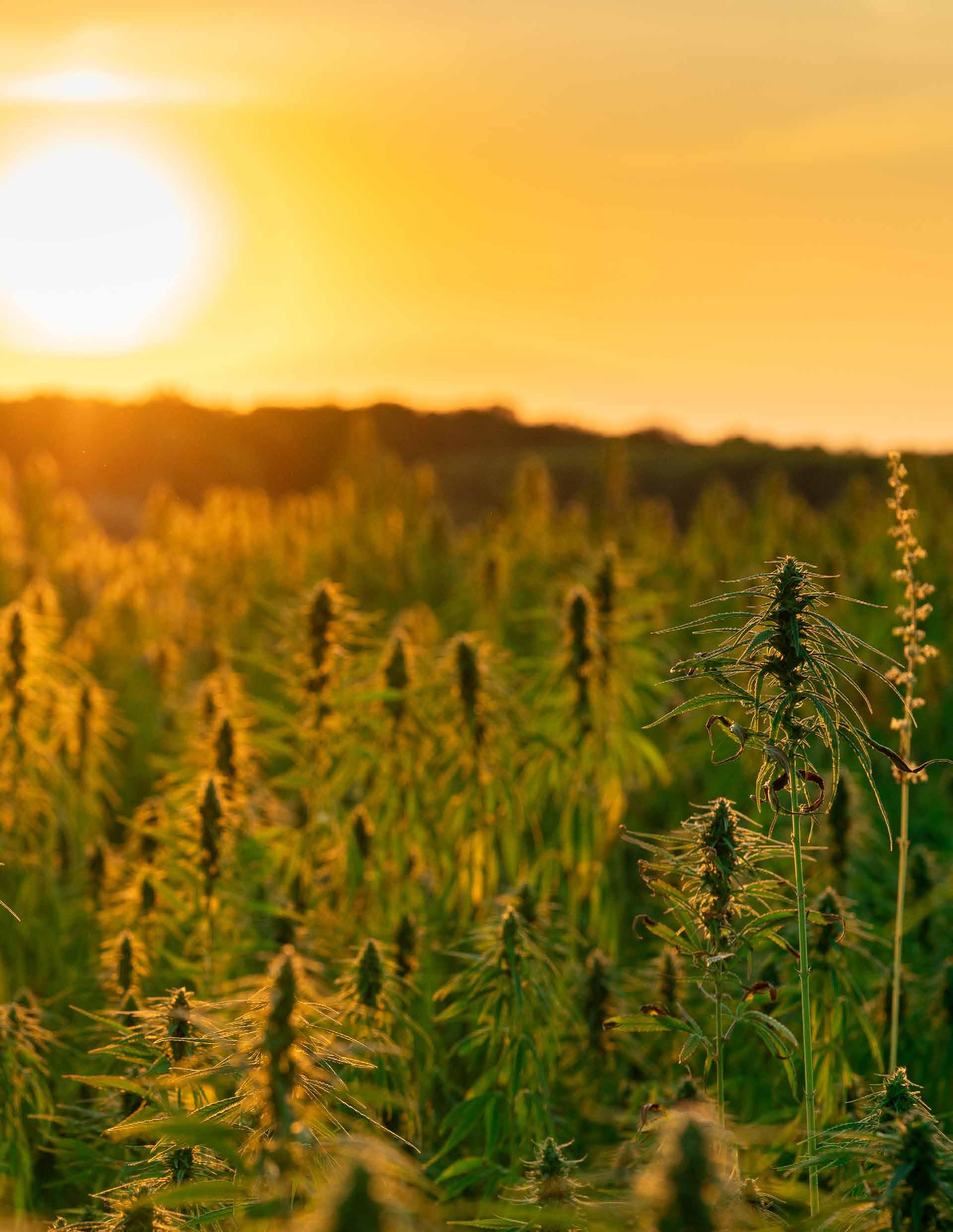 Knowledge, perspectives, and use of cannabis among Indigenous ...
