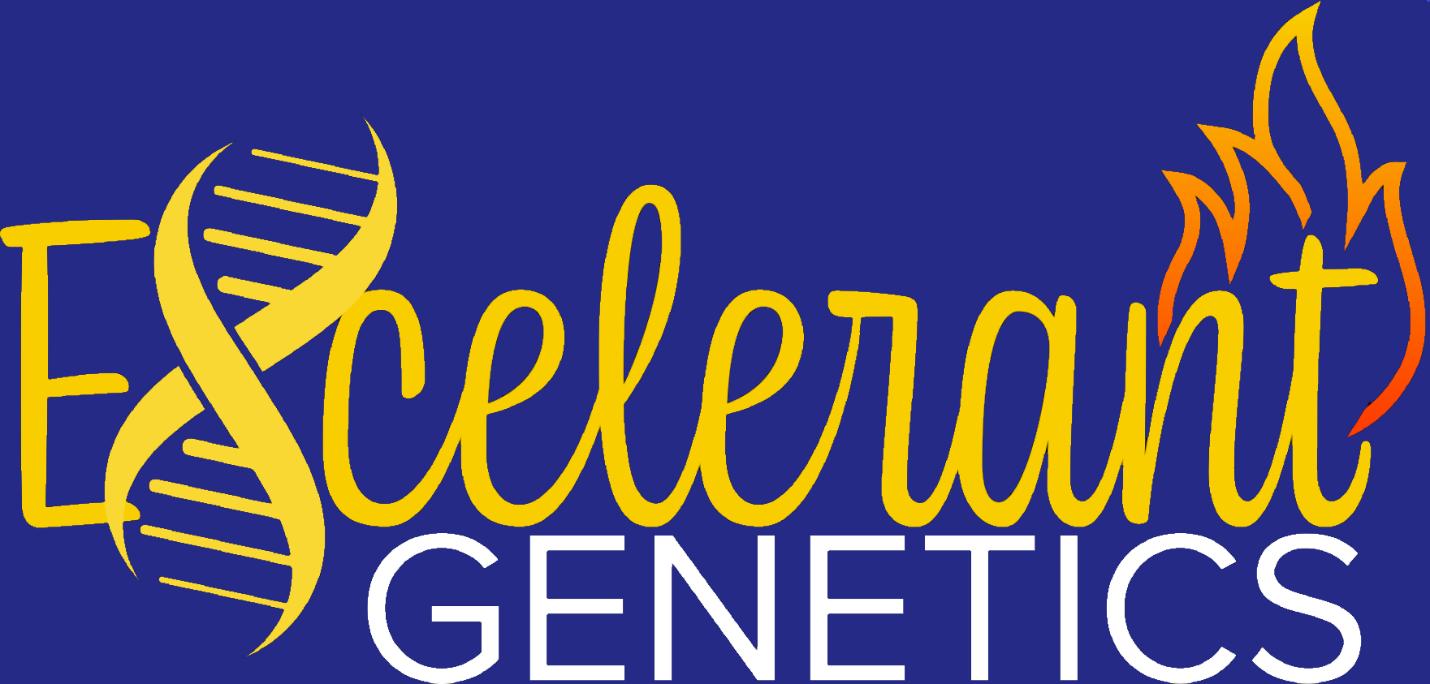 Excellence at Excelerant by Hannahkora1 - Issuu