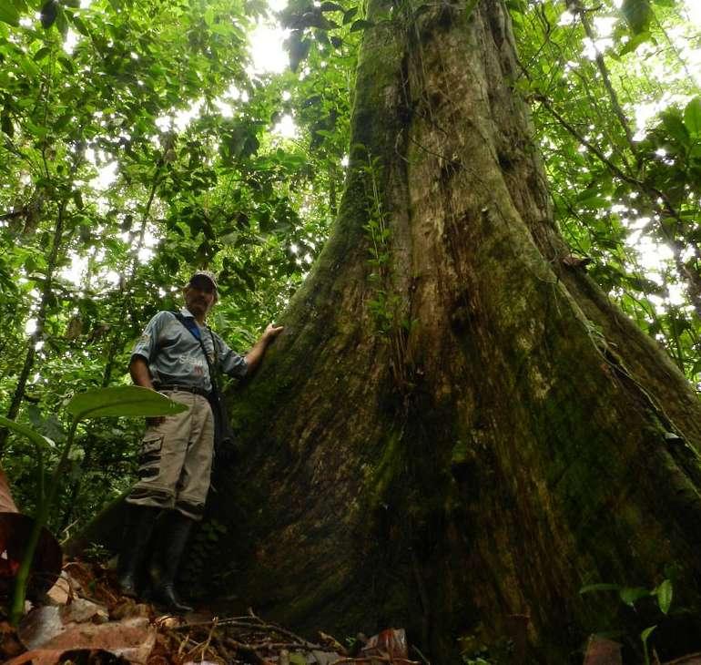 Terminalia amazonia - Issuu