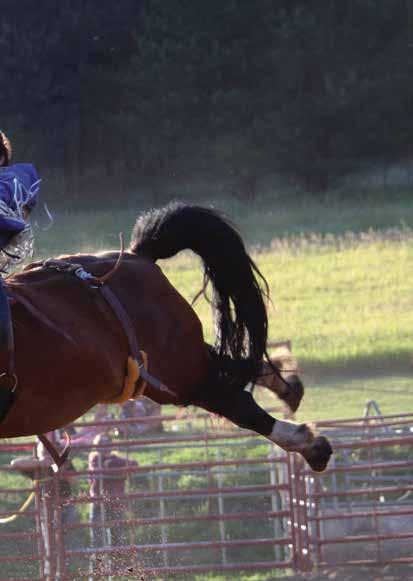 Mount Rushmore KOA at Palmer Gulch by AGS/Texas Advertising - Issuu