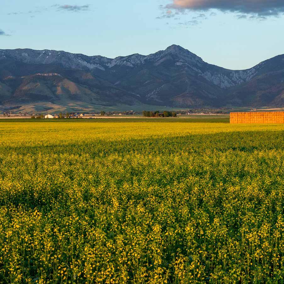 Spring Family Farm | Fay Ranches by Fay Ranches - Issuu