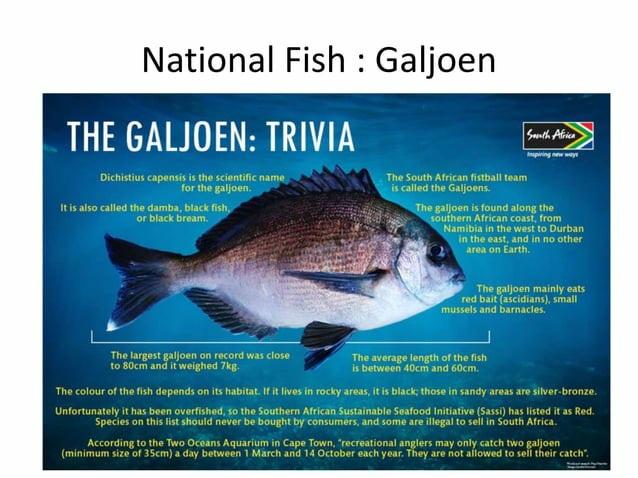 South African National Fish Galjoen