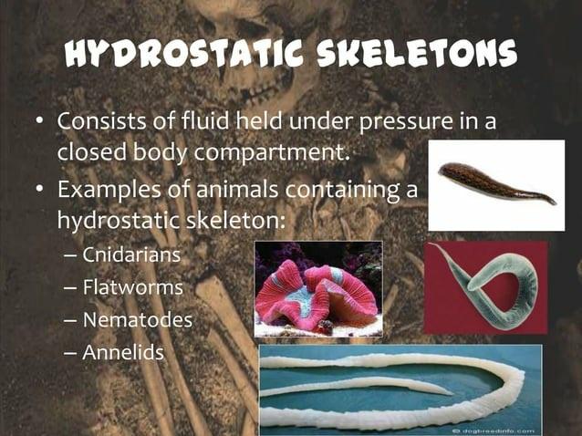 Hydrostatic Skeleton Gif