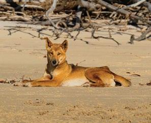 Welcome to K'gari (Fraser Island) by Kingfisher Bay Resort - Issuu
