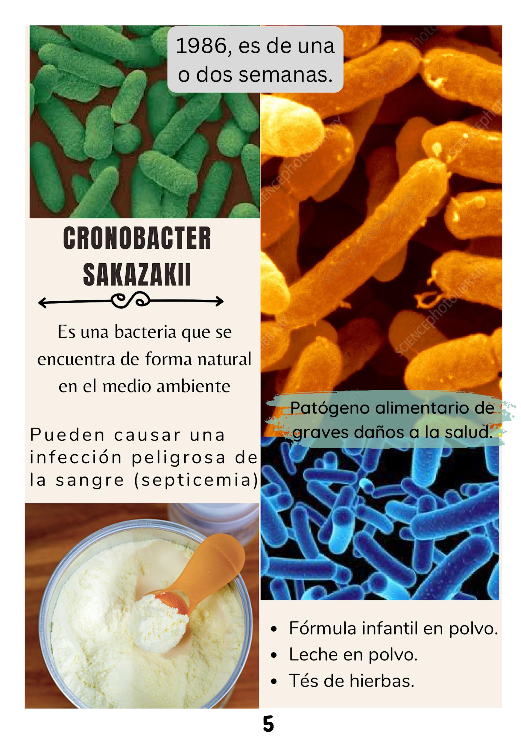 Catalogo De Bacterias By Janeth Abigail Chi Poot Issuu
