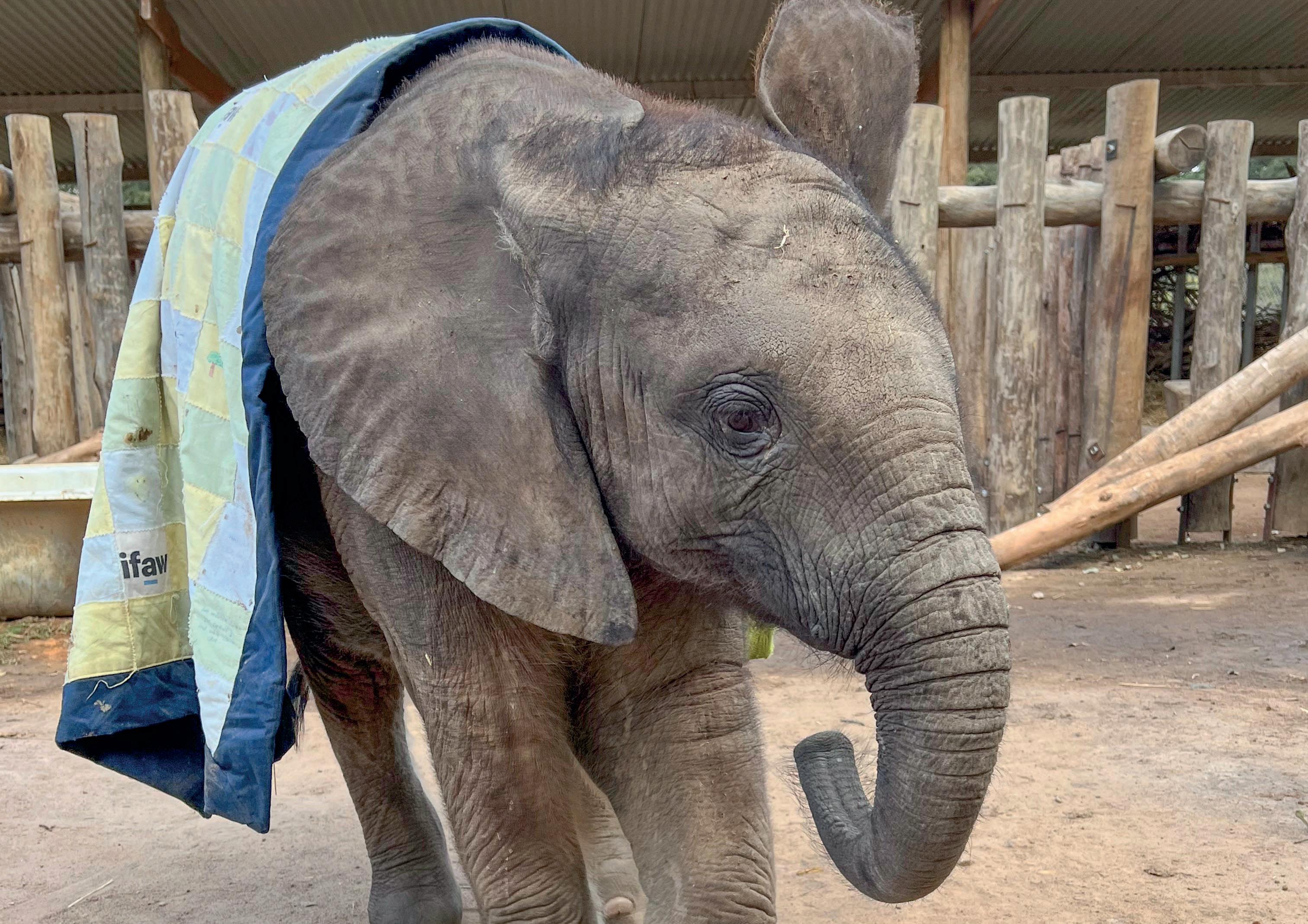 IFAW 2023 Room to Roam Impact Report by ifaw.donors - Issuu