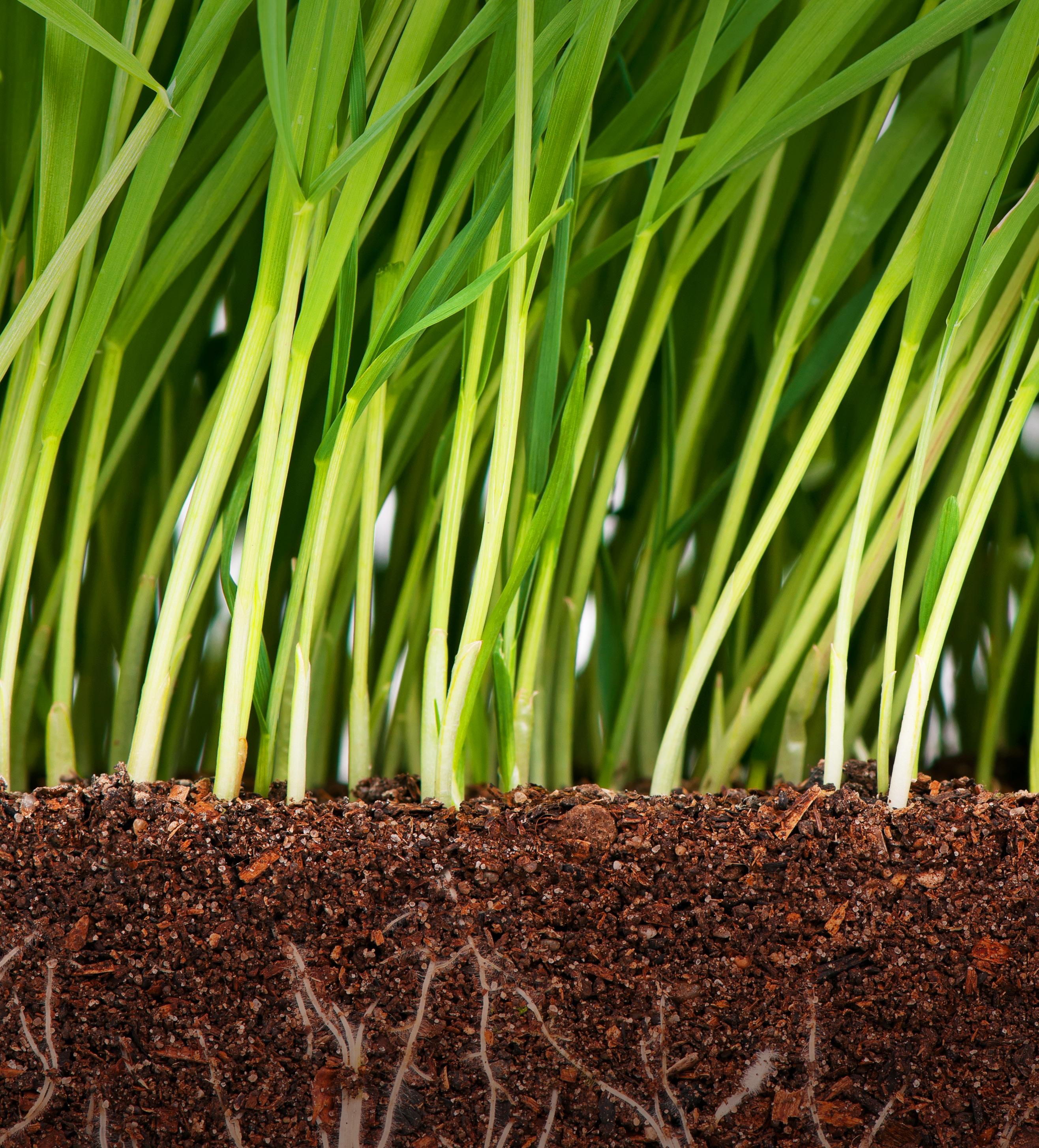 Streambank Wheatgrass