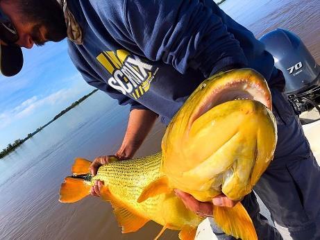 Giant Golden Dorado